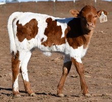Iron Span X Fiddle Sticks heifer